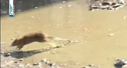 Why Is Joumblatt Undermining Minister Bou Faour’s Campaign? | Blog Baladi