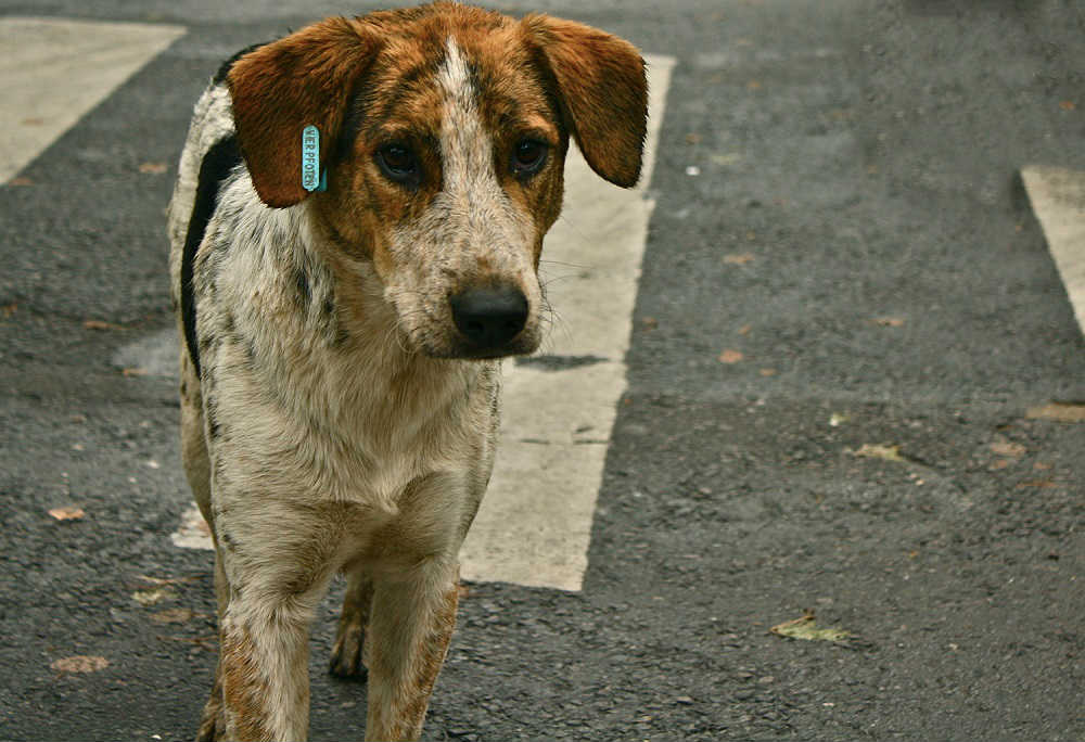 Killing Stray Dogs is Wrong | Blog Baladi