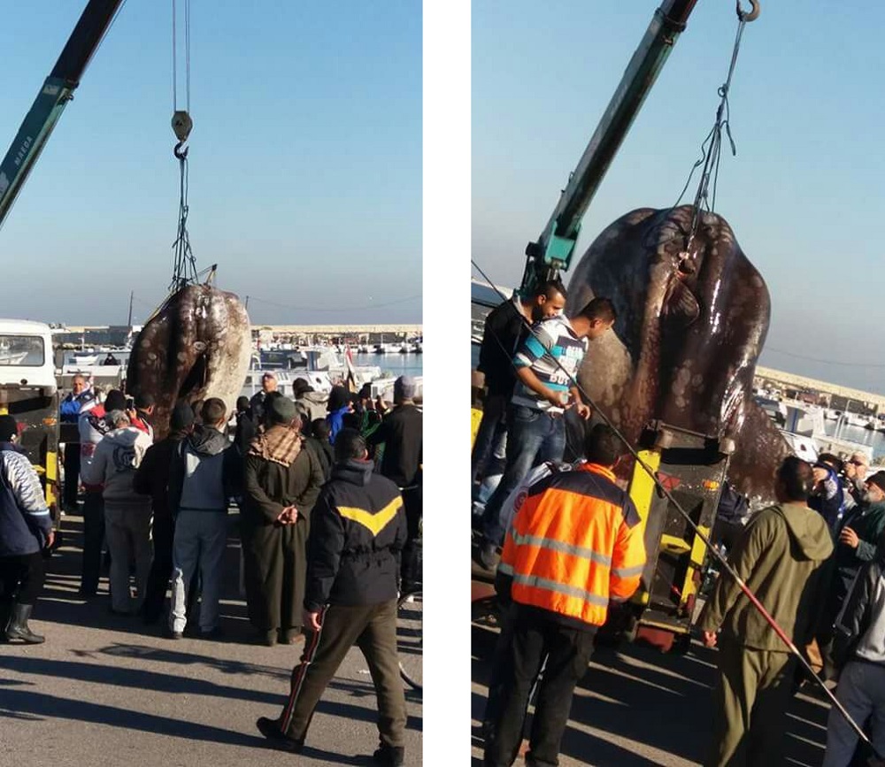 1-Ton Mola Mola Fish Caught by Tripoli Fishermen | Blog Baladi