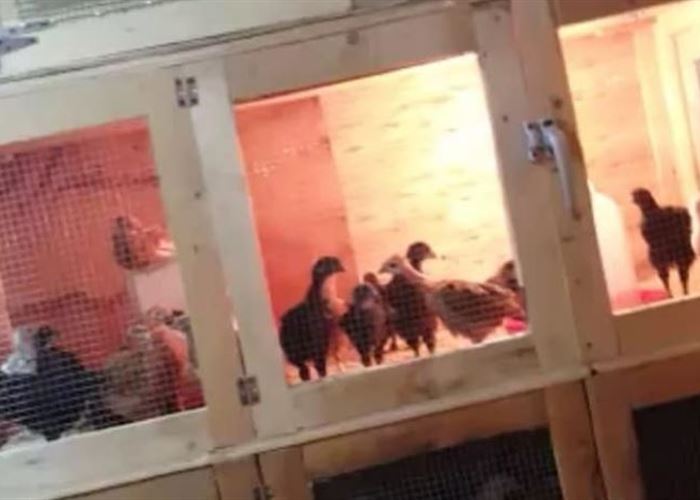 A Hen House Inside EDL’s Building | Blog Baladi