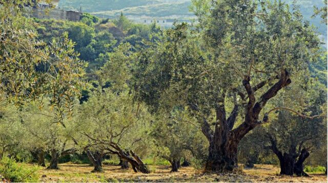 Blog Baladi | Made in Lebanon